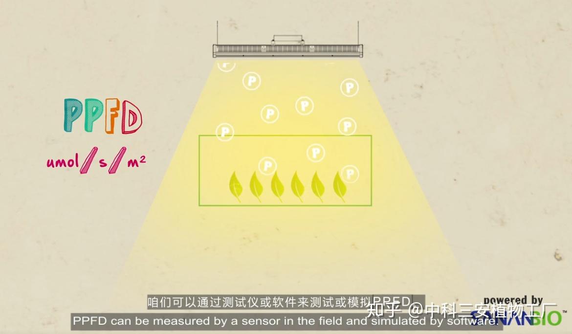 PPF、PPFD、光效、光谱，这些植物照明光学术语你都知道吗？ - 知乎