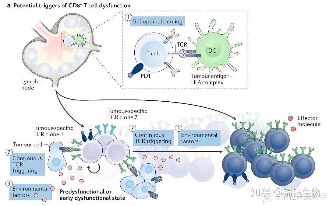 CD8+T细胞知识分享 - 知乎