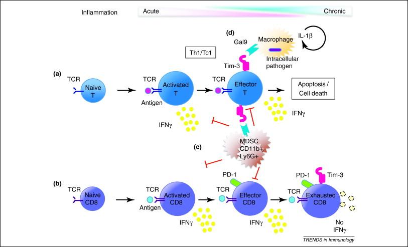 CAR-T细胞免疫治疗的“新贵”：TIM-3 - 知乎