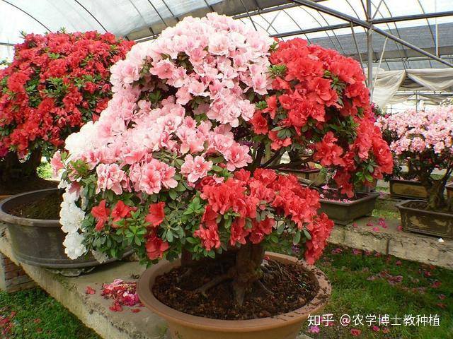 杜鹃花色绚丽、花叶皆美！掌握花期调控方式，一年四季都开花 - 知乎