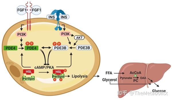 Cell Metabolism：FGF1破解胰岛素的“百年孤独” - 知乎