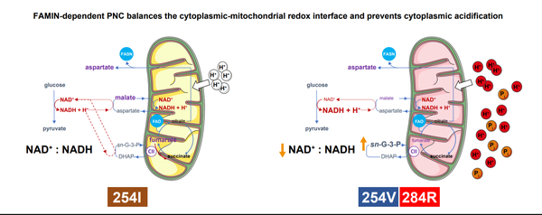 Cell | FAMIN介导的嘌呤代谢新机制，在代谢调控中发挥重要作用 - 知乎