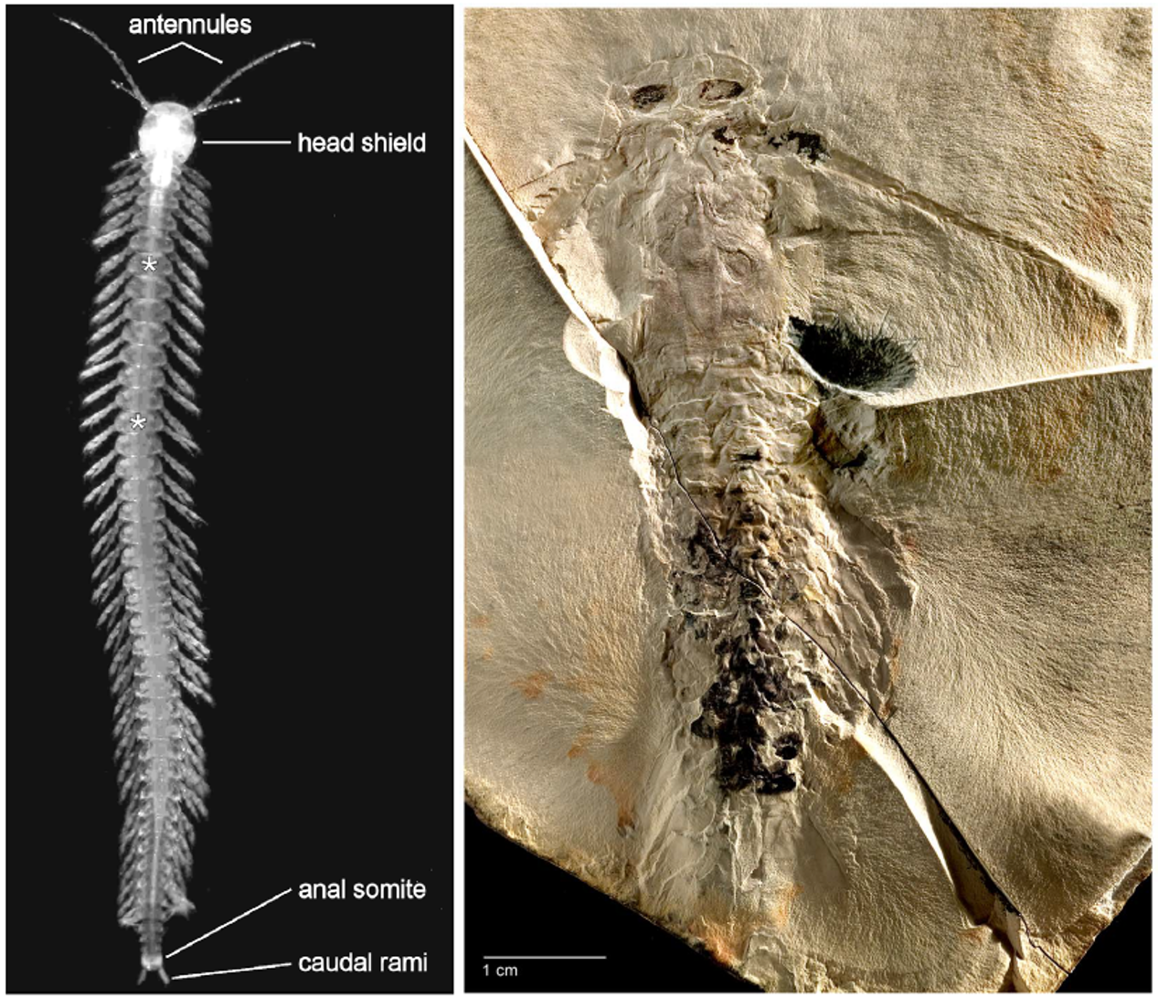 【地球演义】聊聊节肢动物的分类 - 知乎