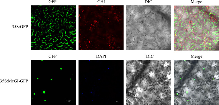 项目文章 | ChIP-seq、DAP-seq和全转录组联合分析探究油柿MeGI转录因子的调控机制 - 知乎