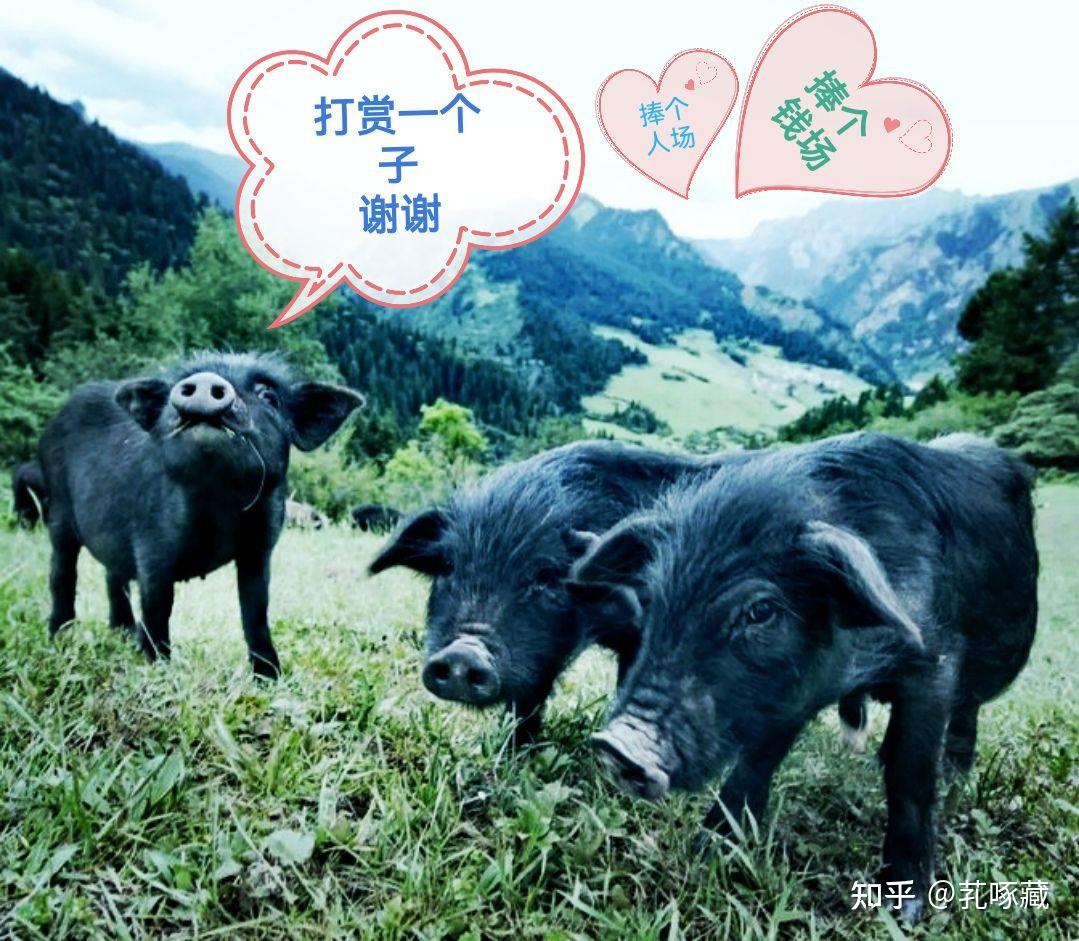 视崖实验中，婴孩对深度的感知是怎样形成和发展的？ - 知乎