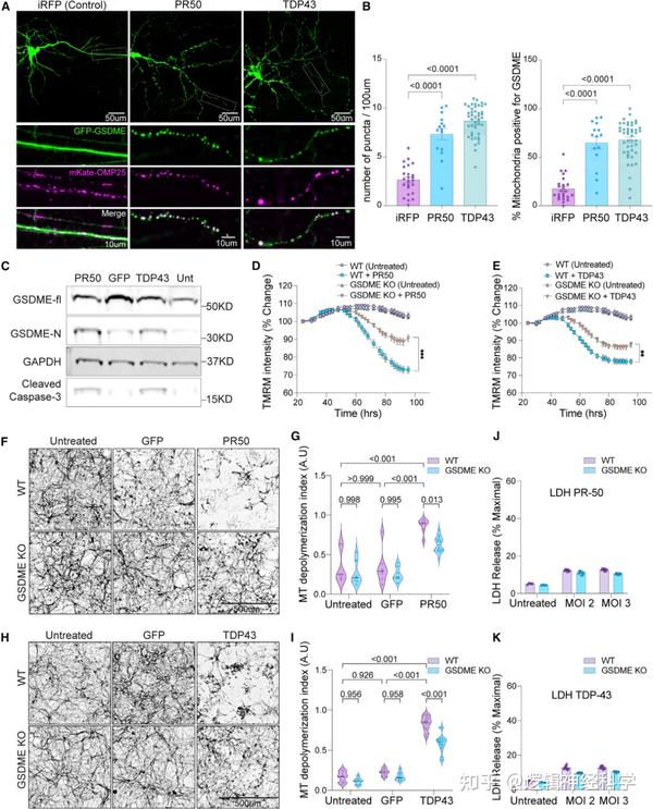 Neuron︱神经退行性疾病治疗潜在新靶点！GSDME蛋白介导轴突线粒体损伤和神经退行性变 - 知乎