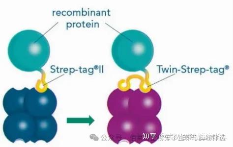 找对工具少走弯路！佰莱博技术分享：Strep 标签 —— 蛋白高效亲和纯化的关键利器 - 知乎