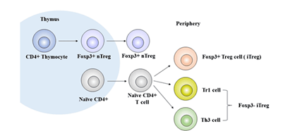 免疫系统的刹车——Treg细胞 - 知乎
