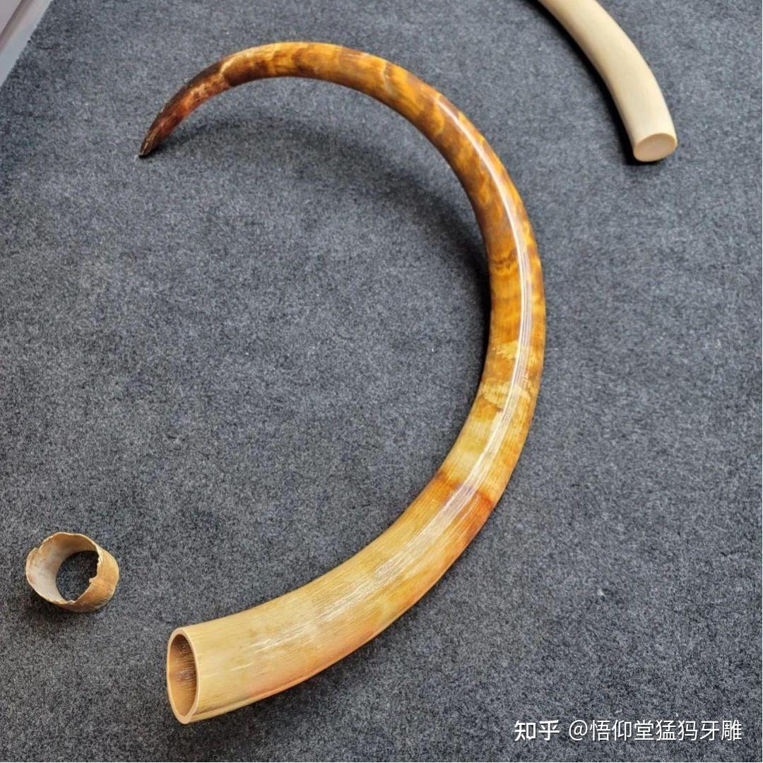 详解猛犸象牙制品的合法性 - 知乎