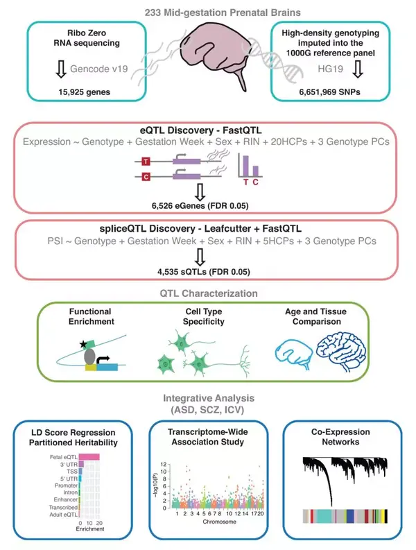 脑科学日报| Cell：最大规模脑皮质发育eQTL、sQTL图谱；睡眠少但没问题，考虑基因突变 - 知乎