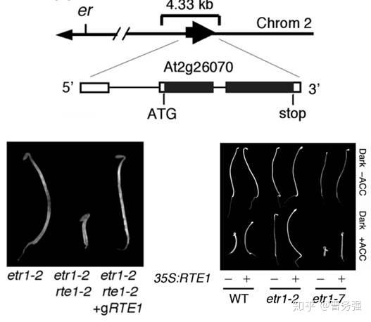 乙烯信号简史 | 乙烯受体ETR1“轶事” - 知乎