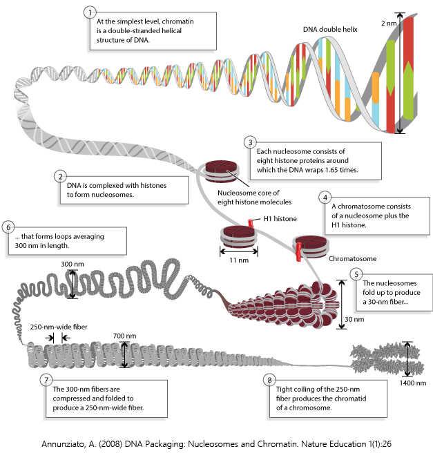 ATAC-seq：染色质开放性测序技术 - 知乎