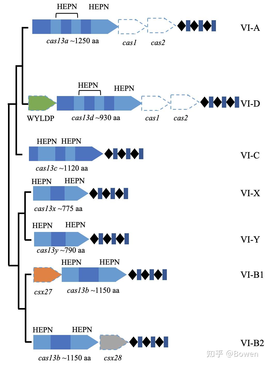 CRISPR-Cas13系统的分类、功能及应用 - 知乎