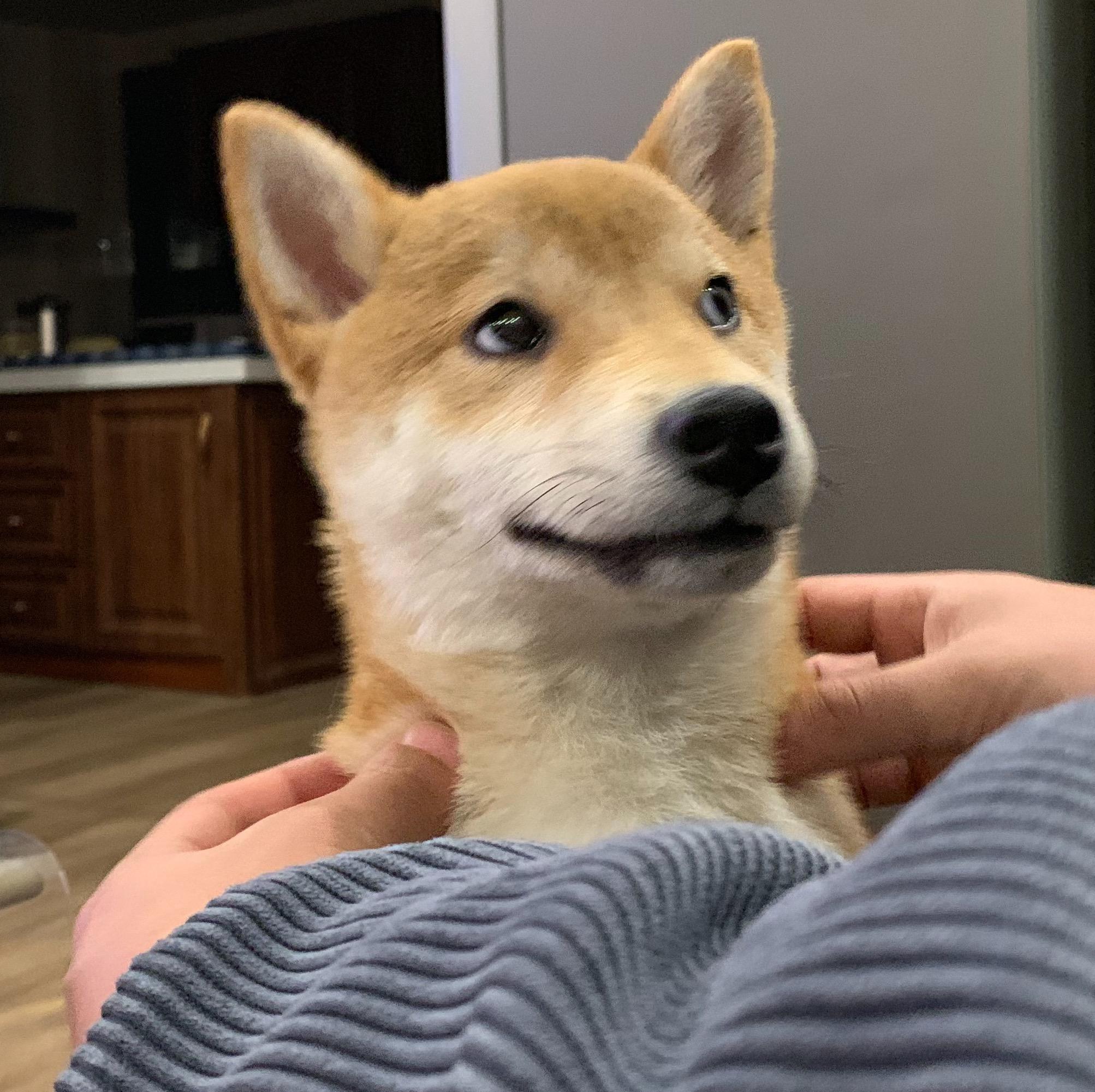 养一只柴犬是什么体验？ - 知乎
