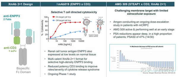 Fc工程化：Xencor的双抗技术梳理 - 知乎