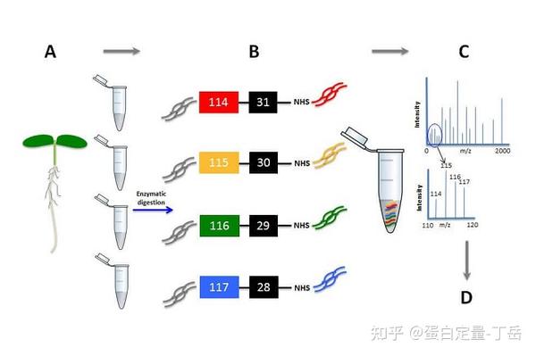 LFQ定量蛋白组学：探秘精准量化的关键单位 - 知乎