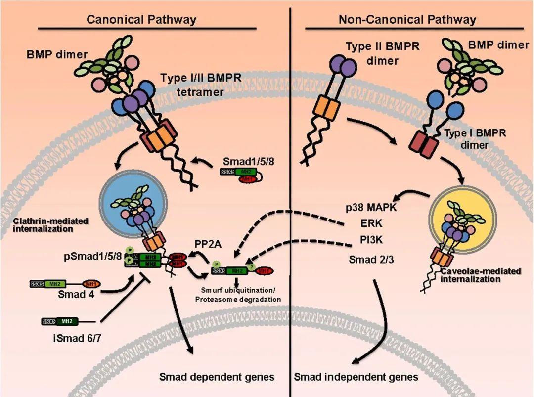 BMPR家族：不止骨生成更有疾病癌症治疗 - 知乎