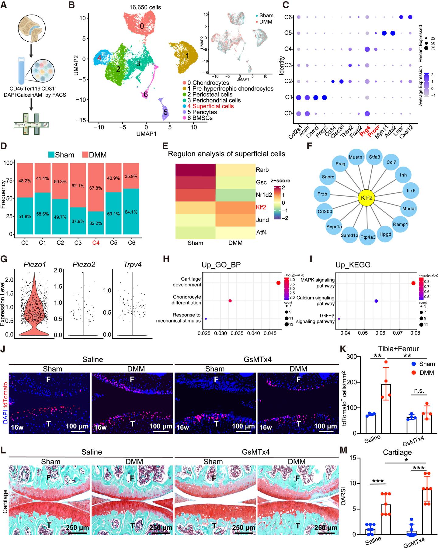 Cell | 同济大学发现软骨再生新机制，为2亿关节炎患者带来新希望 - 知乎