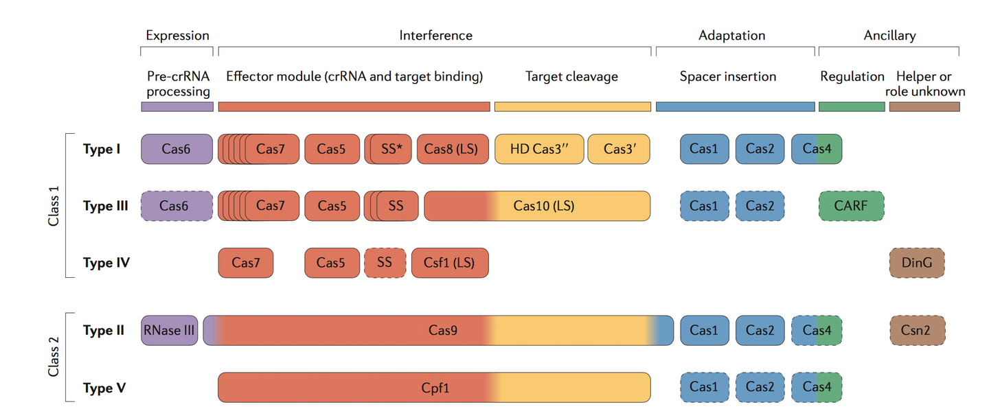 详解CRISPR/Cas系统与其应用 - 知乎