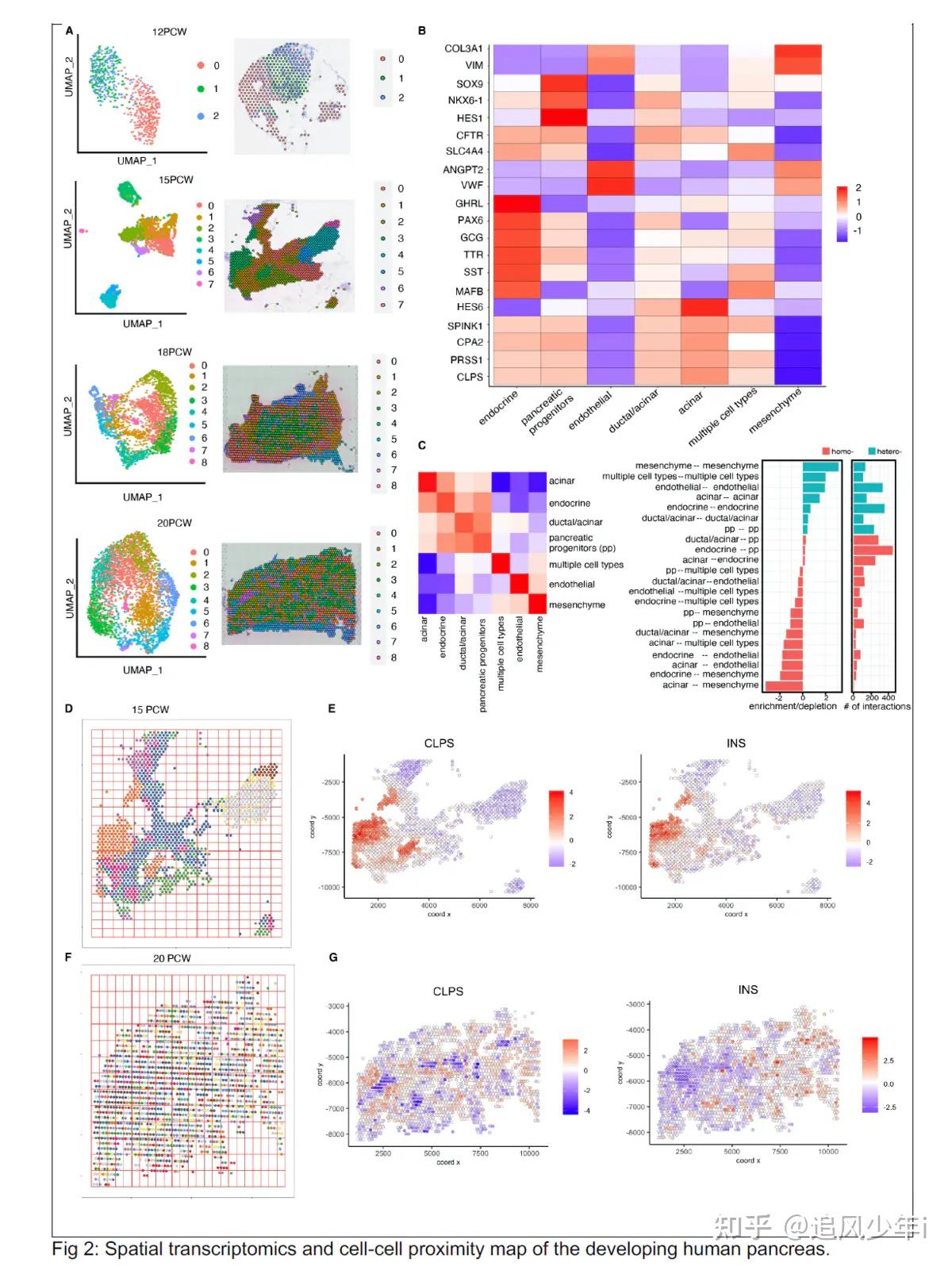 10X单细胞空间揭示developing human pancreas - 知乎