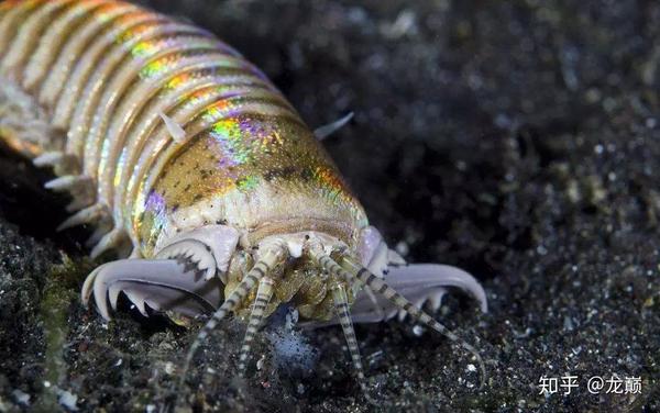 海缸里这条虫也太太太太......太大了！ - 知乎