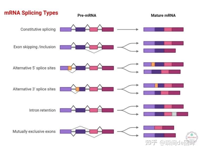 国自然研究热点：多组学研究中的可变剪接（Alternative Splicing, AS） - 知乎