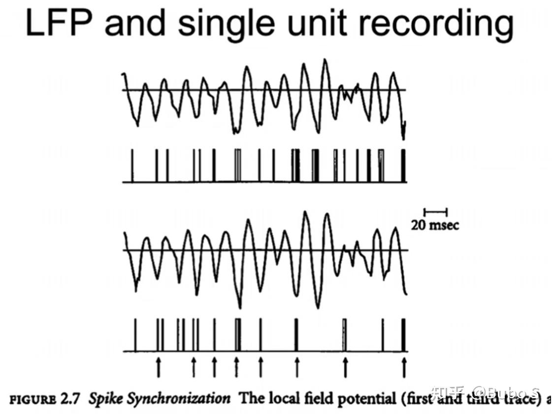快速理清EEG、LFP和Spike的关系 - 知乎