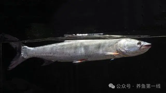 鲤科雅罗鱼亚科7种：丁鱥（丁桂）、赤眼鳟、鳡鱼、鯮鱼、鳤鱼、赤梢鱼、拟赤梢鱼 - 知乎