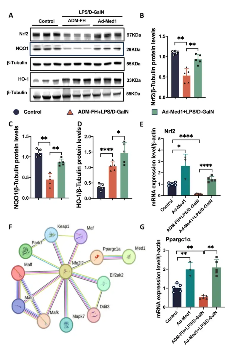 中山大学附属第三医院林炳亮团队发现Med1可作为ALF的治疗靶点 - 知乎