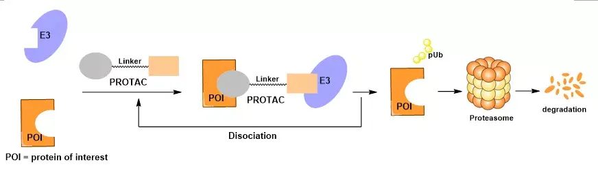 特别推荐 | PROTAC技术的机遇及挑战 - 知乎