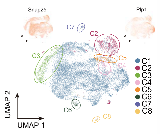 Science | Stereo-seq助力揭示小鼠海马脑区的空间投射规律 - 知乎