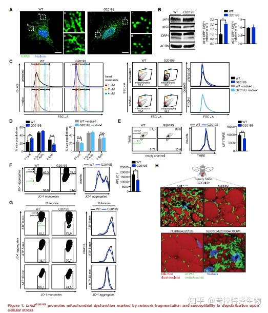 【精品导读】Cell很喜欢研究线粒体，我也是！ - 知乎
