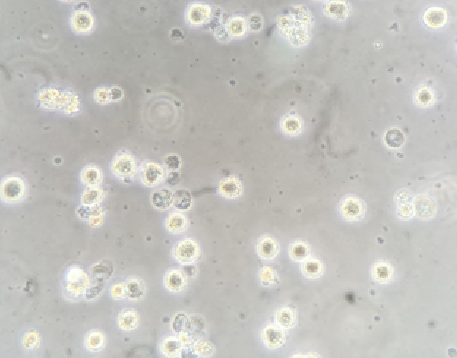 THP-1细胞培养攻略 - 知乎