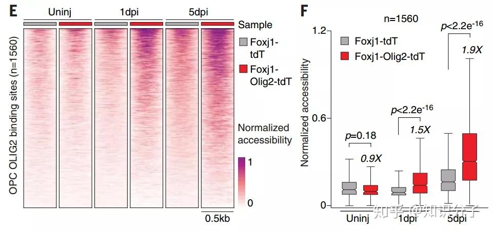 脊髓损伤有望修复？可以试试激发这种神经干细胞的潜能 - 知乎