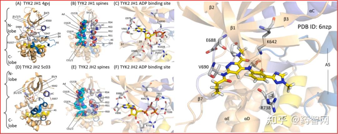 FIC氘代药物上市，「TYK2后继者」如何跟进？ - 知乎