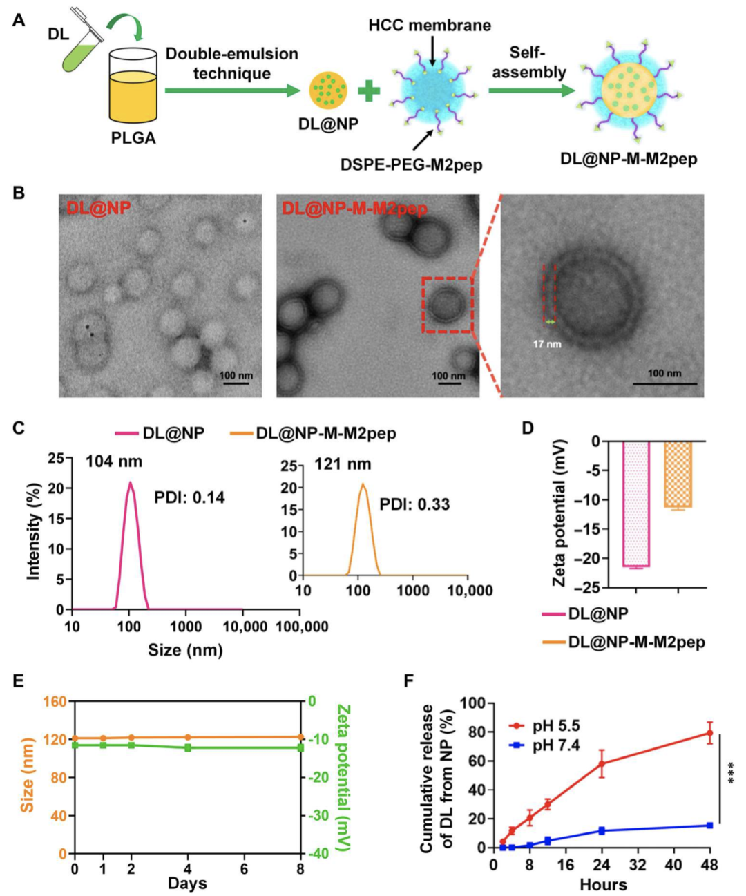 Science Advances丨d-乳酸调节 M2 肿瘤相关巨噬细胞并重塑肝细胞癌的免疫抑制肿瘤微环境 - 知乎