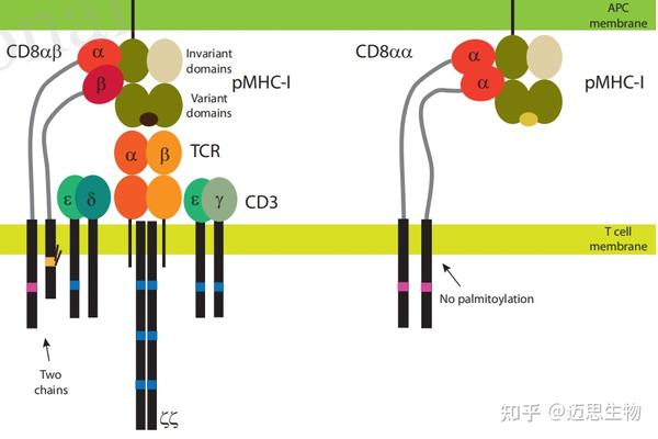细胞毒性T细胞表面关键分子：CD8 - 知乎