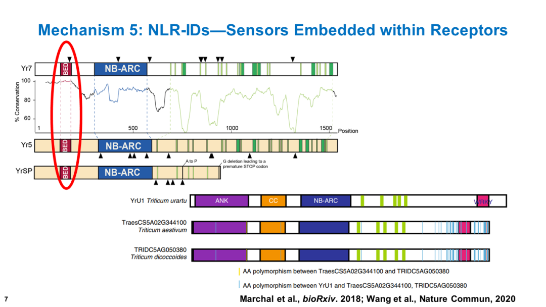 Essays Biochem | 植物中含有整合结构域ID的NLR（NLR-ID）作用模式综述 - 知乎