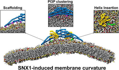 JPCB | 分子动力学：snx1蛋白诱导膜弯曲的分子机制研究 - 知乎