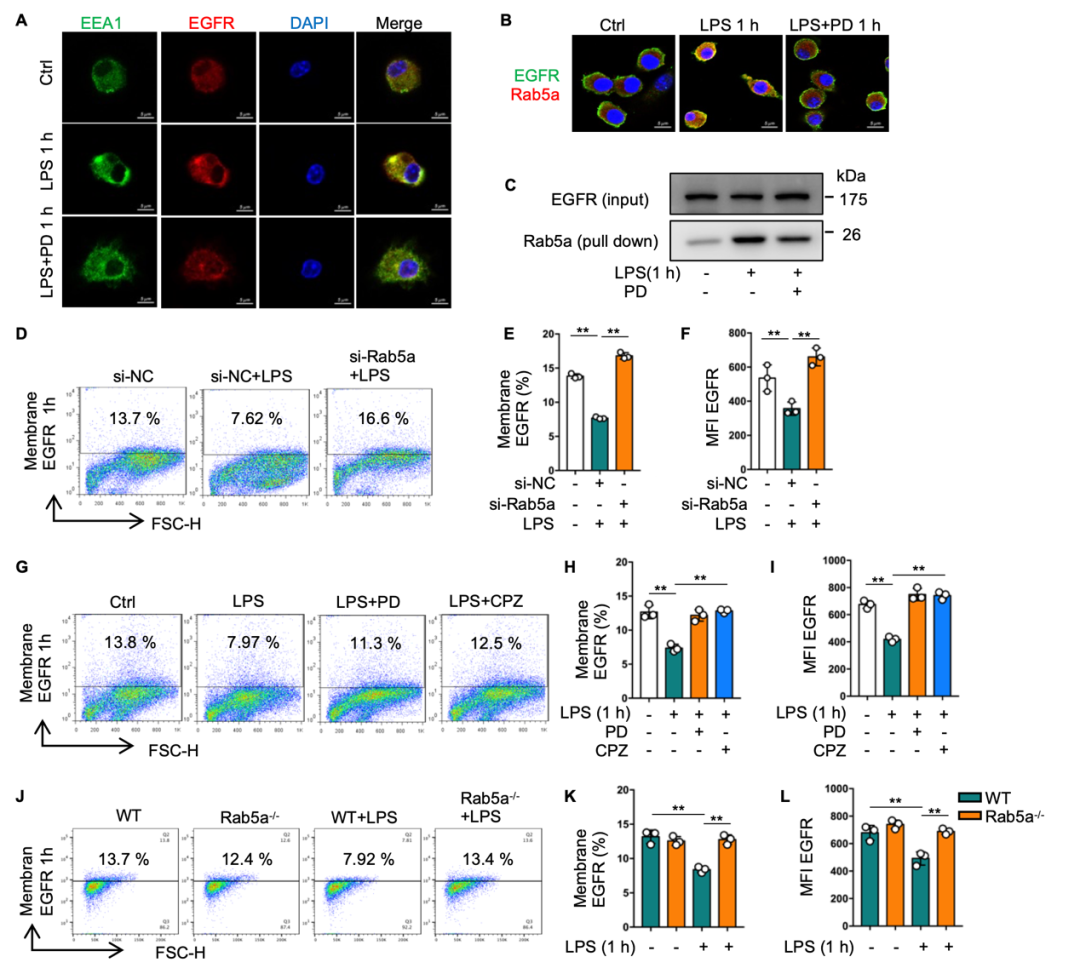 CDD | 唐靖/刘志峰团队合作揭示EGFR激酶活性和Rab GTPases协调EGFR胞内转运调控脓毒症巨噬细胞极化 - 知乎