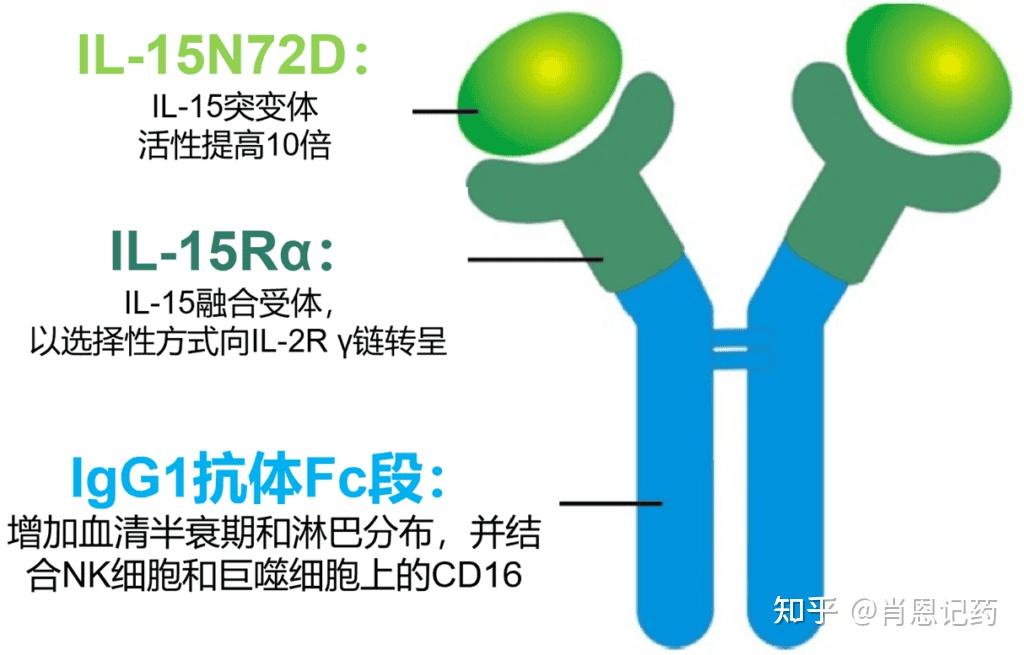 记住所有FDA生物药 | IL-15激动剂 | Nogapendekin alfa inbakicept | 非肌层浸润性膀胱癌 - 知乎