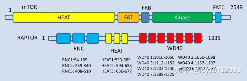 mTOR信号通路（一） - 知乎