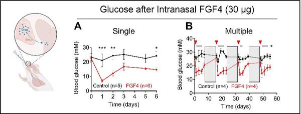 Cell Metab：黄志锋/沈伟团队报道通过大脑介导超长效降糖新机制 - 知乎