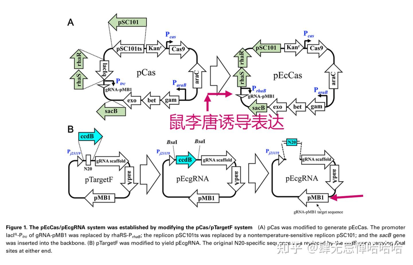 CRISPR Cas9 技术在大肠杆菌中的应用pCas/pTargetF system vs. pEcCas/pEcgRNA - 知乎