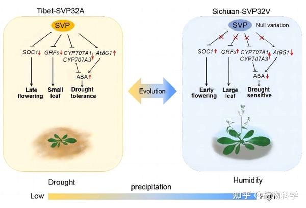 四川大学刘建全团队揭示一因多效基因SVP调控植物适应迥异生境的分子演化机制 - 知乎