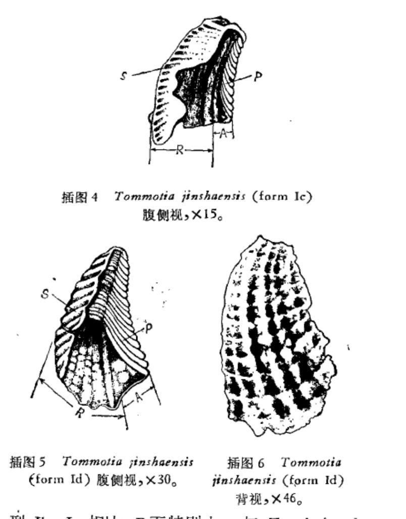 头足纲小传（29）瑕光微明：头足纲的起源，奈特氏锥 Knightoconus - 知乎