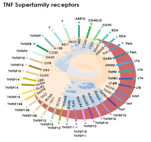 肿瘤坏死因子TNF家族及其受体基础概述 - 知乎