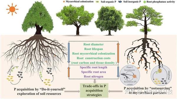 根系磷酸酶是一种竞争型根系功能属性 - 知乎
