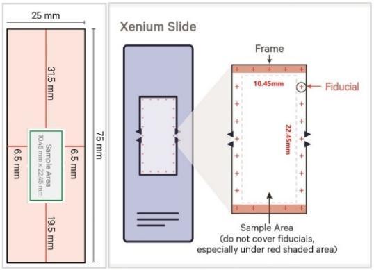 Xenium亚细胞原位技术∣非因生物Xenium样本制备通： - 知乎