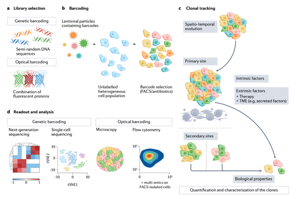 Nat Rev 丨 如何巧妙使用条形码单细胞技术探索癌症异质性 - 知乎